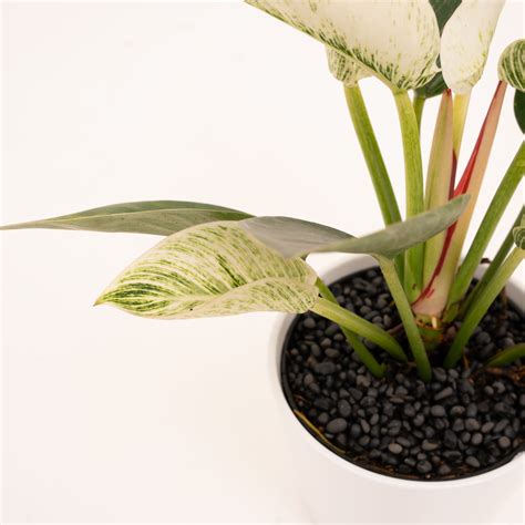 Philodendron Birkin Mandaflora
