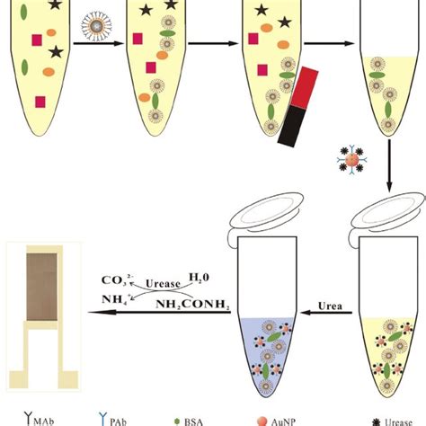The Principle Of The Impedance Biosensor Based On Immunomagnetic