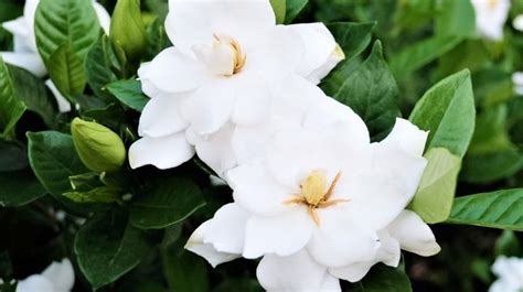 گیاه گاردنیا ، گیاهی محبوب با گل های سفید House Plants Indoor House Plants Indoor Plants