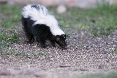 Identifying Different Types Of Skunks