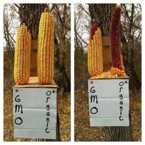 Everyone Can Participate In Biology Fortifieds Gmo Corn Experiment Genetic Literacy Project