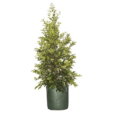 75l Lilly Pilly Sublime™ Acmena Smithii Bunnings Australia