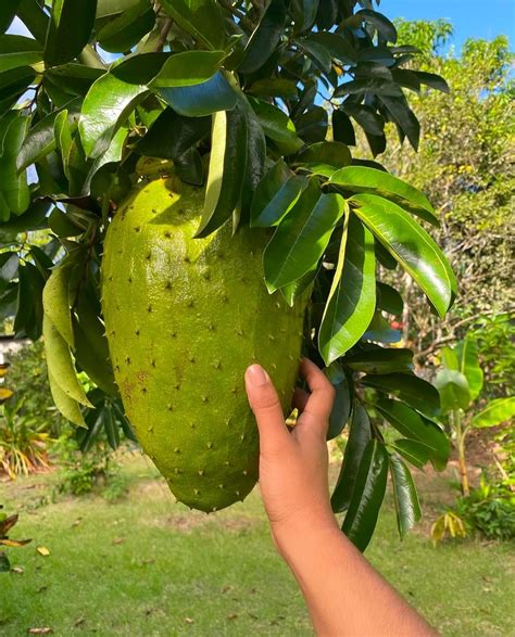 Soursop Guanabana 24inch 30inch Live Fruit Tree