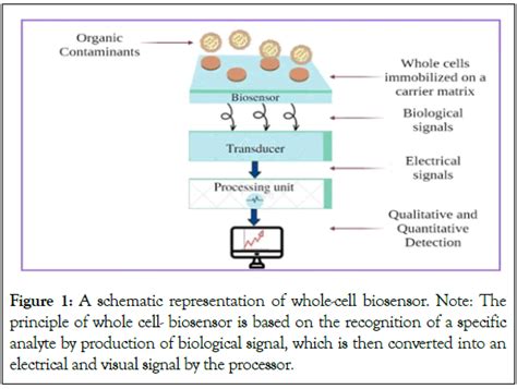 Exploring The Potential Of Genetically Engineered Whole Cell Biosensors