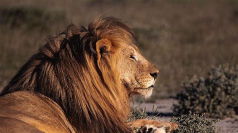 Download Wallpaper 1920x1080 Lion Big Cat Profile Predator Full Hd