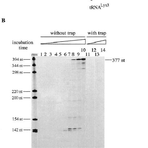 Reverse Transcription Of Hiv 2 Rna Template By The Homologous Rt And A