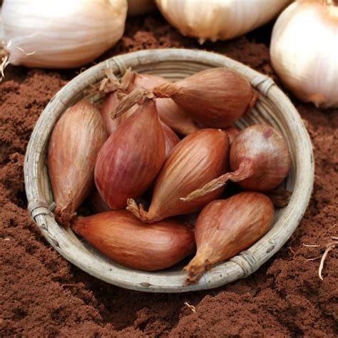 1kg Yellow Moon Shallot Sets Easy To Grow Bulbs Perfect For Cooking