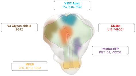 Nucleic Acid Vaccines Encoding Proteins And Virus Like Particles For