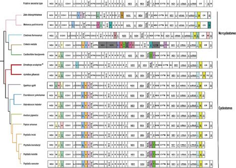 Mitochondrial Genome Organization In Braconidae Referenced With The