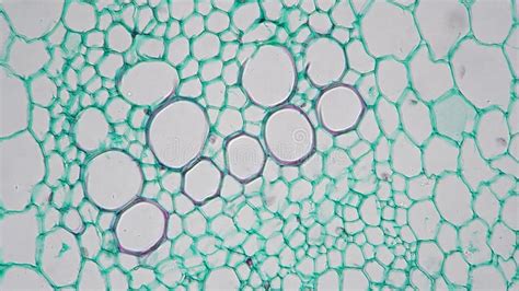 Stem Of Dicotyledon In Transversal Section Cut Filmed Under Microscope