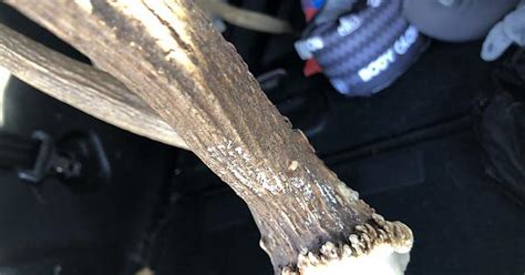 Elk Mount Album On Imgur