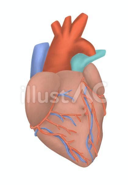 冠動脈イラスト No 24253434／無料イラストフリー素材なら「イラストac」