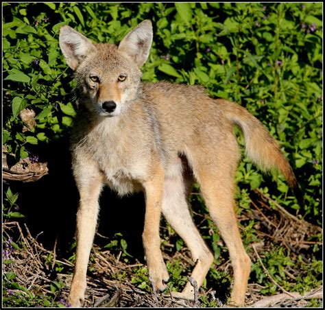 Animal Detection Object Detection Model By Project Qnjnj