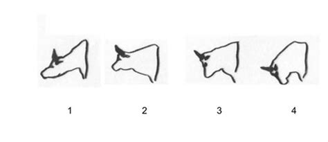 Rinder Karteikarten Quizlet