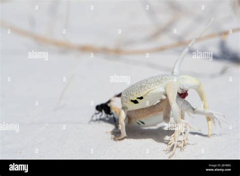 Bleached Earless Lizard Holbrookia Maculata Ruthveni White Sands