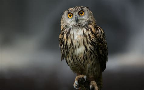 Owl Wallpapers Best Wallpapers