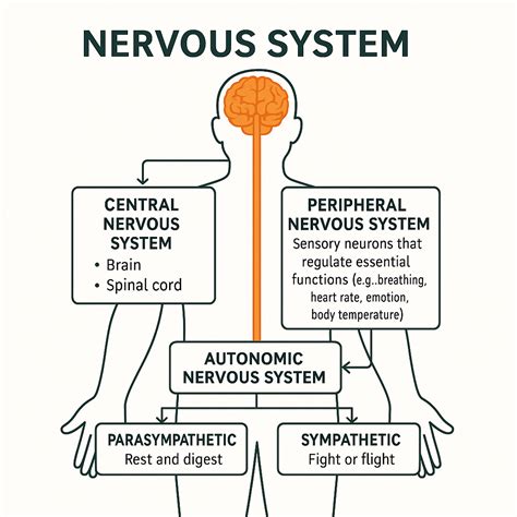 Dysregulated Nervous System Symptoms