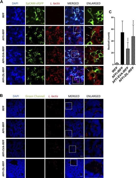 Dual Functionalized Lactococcus Lactis Shows Tumor Antigen Targeting And Cytokine Binding In Vitro