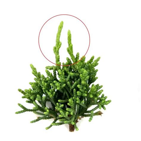 Pruning And Pinching Juniper Bonsai Mastering Bonsai Technique