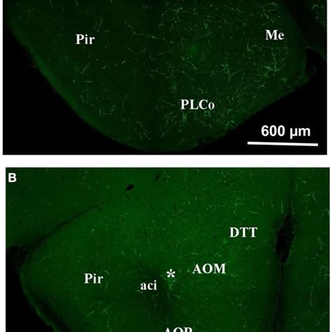 Orexin Staining In The Olfactory Cortex And The Amygdala A Piriform