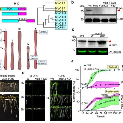 A Type Ii Mca Depletion Model Affects Seed Physiology And Vacuolar