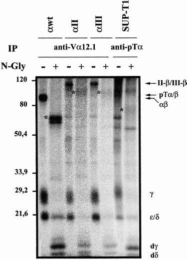 Biochemical Composition Of Pre Tcr And Chimeric Tcr Complexes Expressed Download Scientific