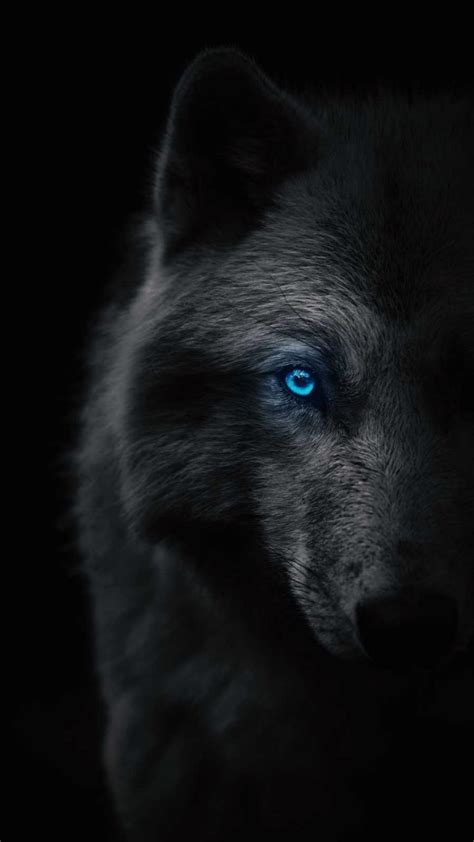 Dark Wolf Wallpaper
