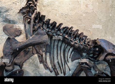 Fossilized Skeleton Of A Young Camarasaurus In The Quarry Exhibit Hall