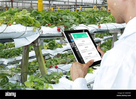 Smart Agriculture Farm Sensor Technology Concept Farmer Hand Stock Photo Alamy