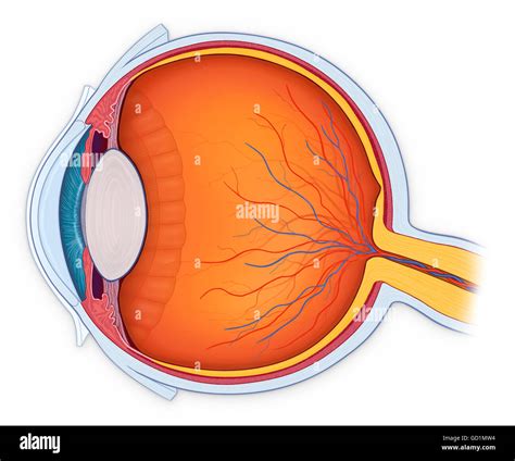 Unlabeled Diagram Of The Eye