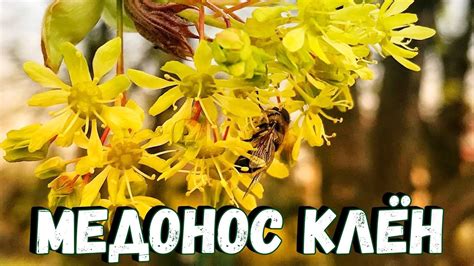 Медонос КЛЁН. Виды. Описание. Медопродуктивность / Особенности и ...