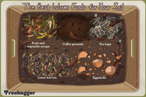 Vermicomposting Step By Step Guide