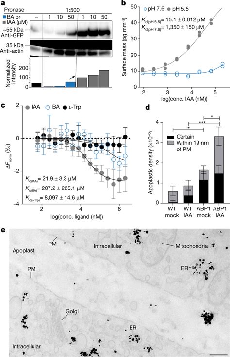 Auxin Binding To Arabidopsis Thaliana Abp1 And Its Apoplastic
