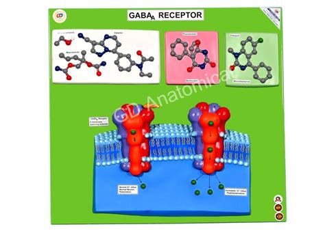 Gaba Receptors