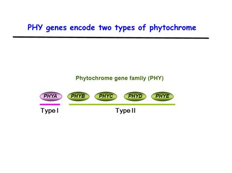 Chapter 17 Phytochrome And Light Control Of Plant Development Ppt Video Online Download