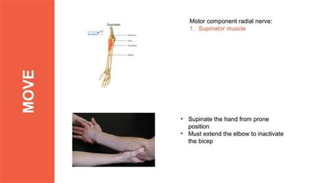 Peripheral Nerve Examination Of Upper Limbpptx Peripheral Nerve Examination Of Upper Limbpptx