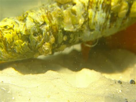 235 Siphon Water Stock Videos Footage And 4k Video Clips Getty Images