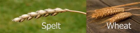 Spelt Vs Wheat