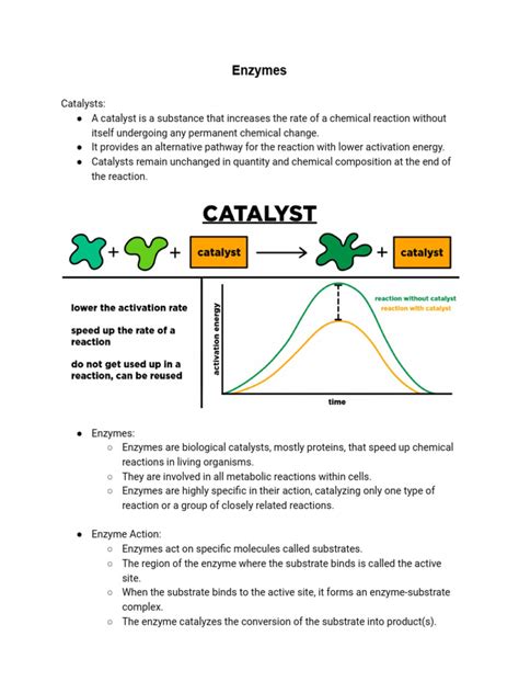 Enzymes Grade 10 Pdf Enzyme Active Site