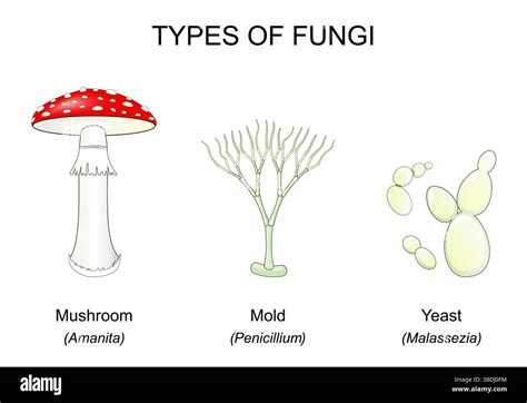Champignons Et Moisissures Banque Dimages Vectorielles Alamy
