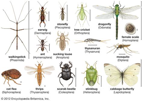 Insect Orders Morphology Behavior Britannica