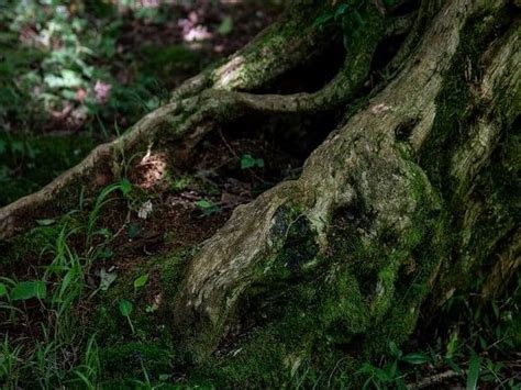 Researchers Discover New Species Of Microalgae Theprint Anifeed