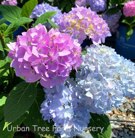 Hydrangea Macrophylla Endless Summer Bailmer Original Urban Tree