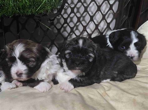 Havanese Puppies Of Central Fl Havanese Puppies For Sale In Orlando