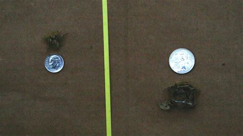 Federal Solid Core Ammunition Defense Rounds For The Field