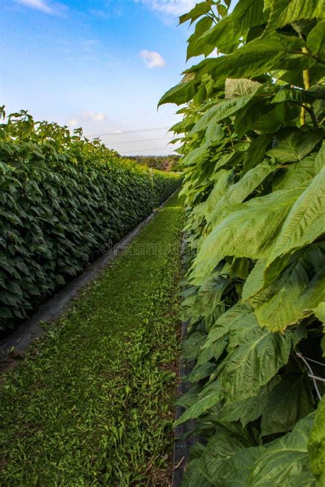 Green Raspberry Plants With Textured Leaves Serrated Edges And Vibrant