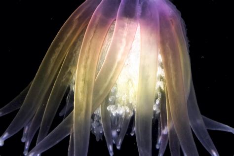 Genomics And Transcriptomics • Mbari