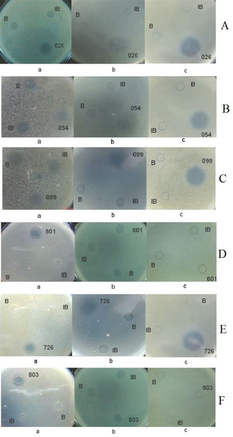 Detection Of The Antibacterial Activities Of Candidate Antimicrobial Download Scientific