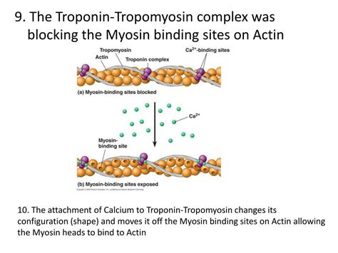 Ppt Muscle Contraction Powerpoint Presentation Free Download Id