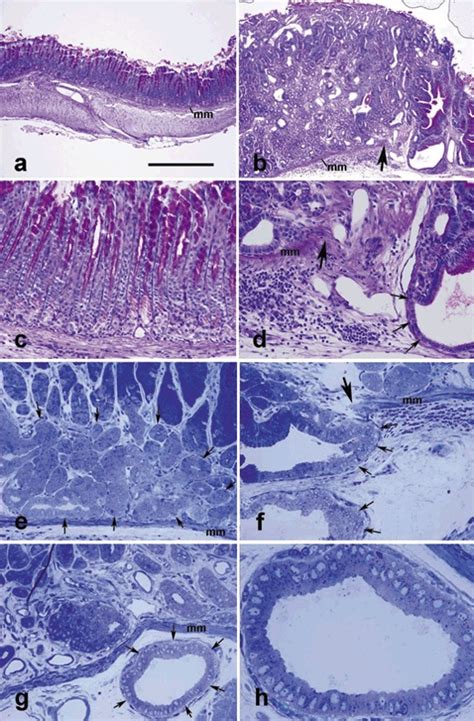 Antral Mucosal Tissue Sections Of Control A C And Tff1 Knockout B